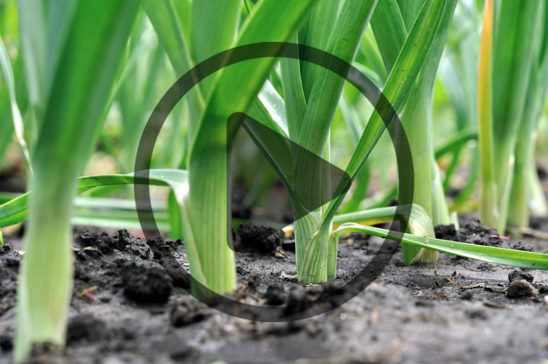 Planting Fall Garden Crops – Mother Earth News